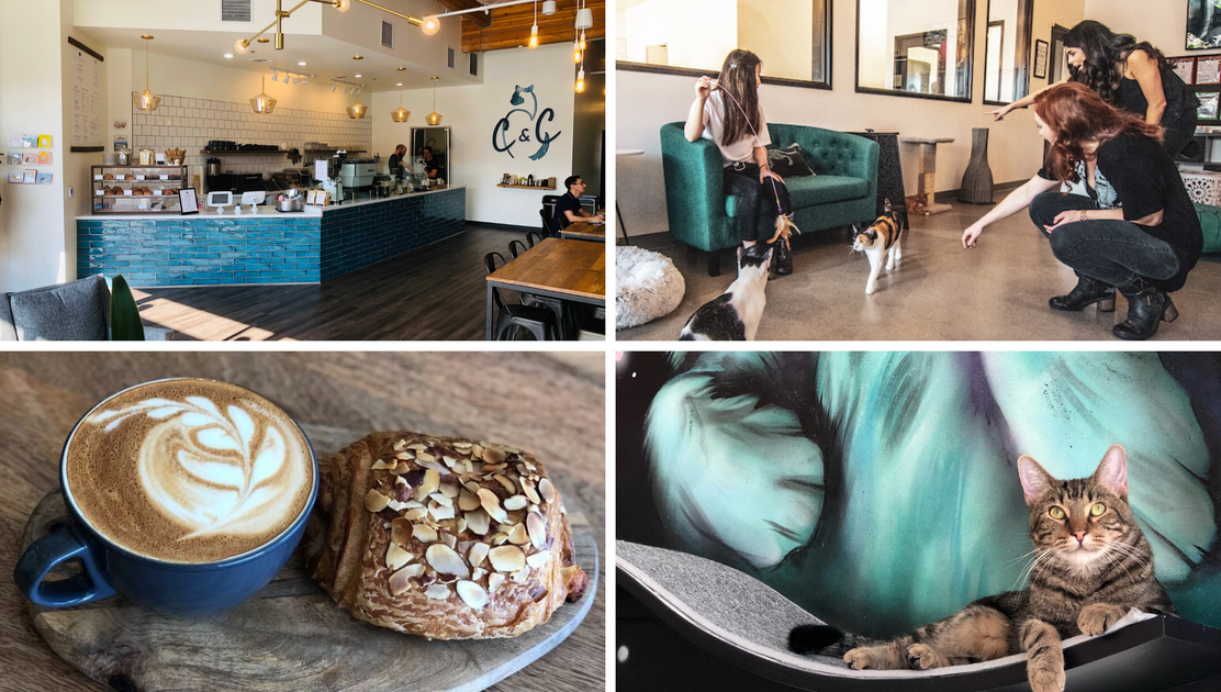Cat & Craft | Cat Cafe in San Diego California
